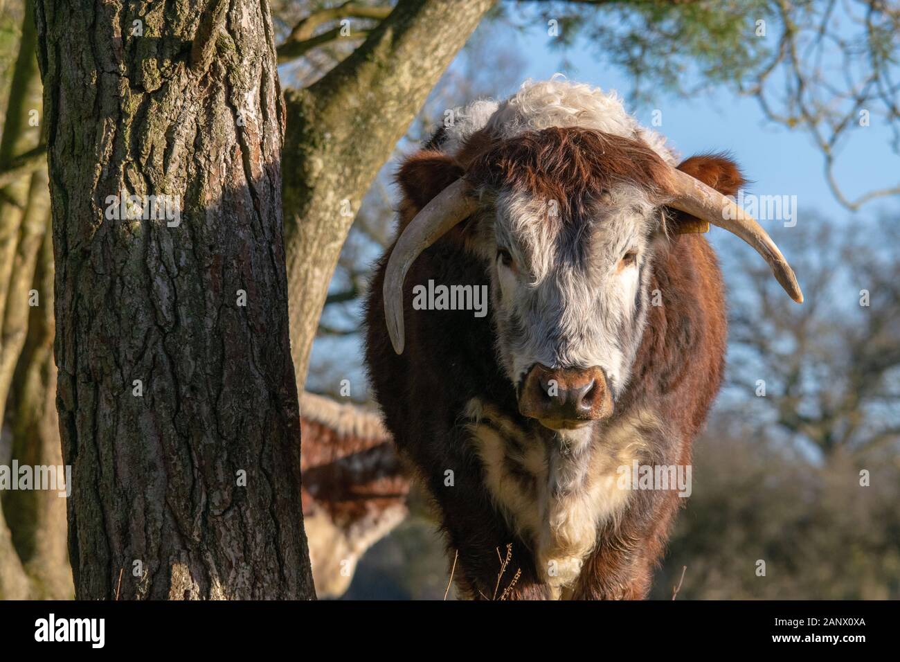 English Longhorn Cattle Stock Photo - Alamy