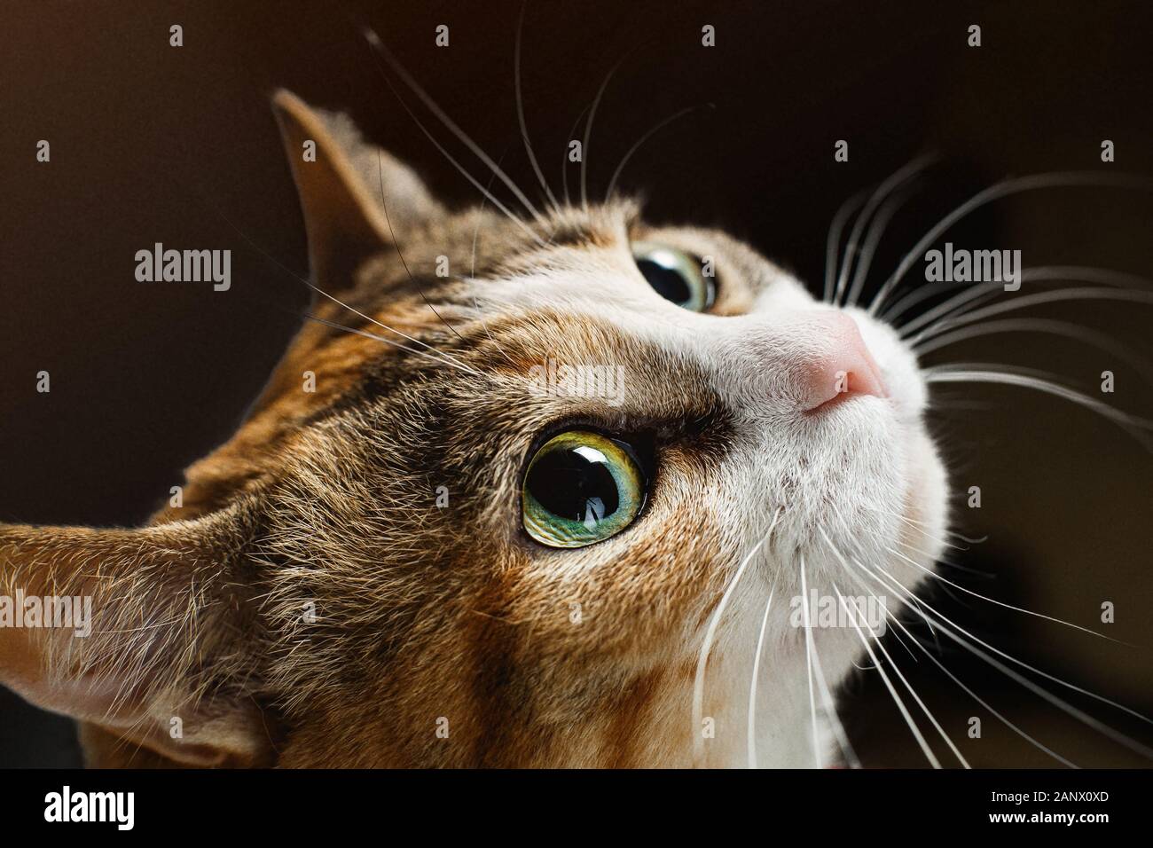 Closeup portrait of the head of a red cat with big beautiful yellow ...