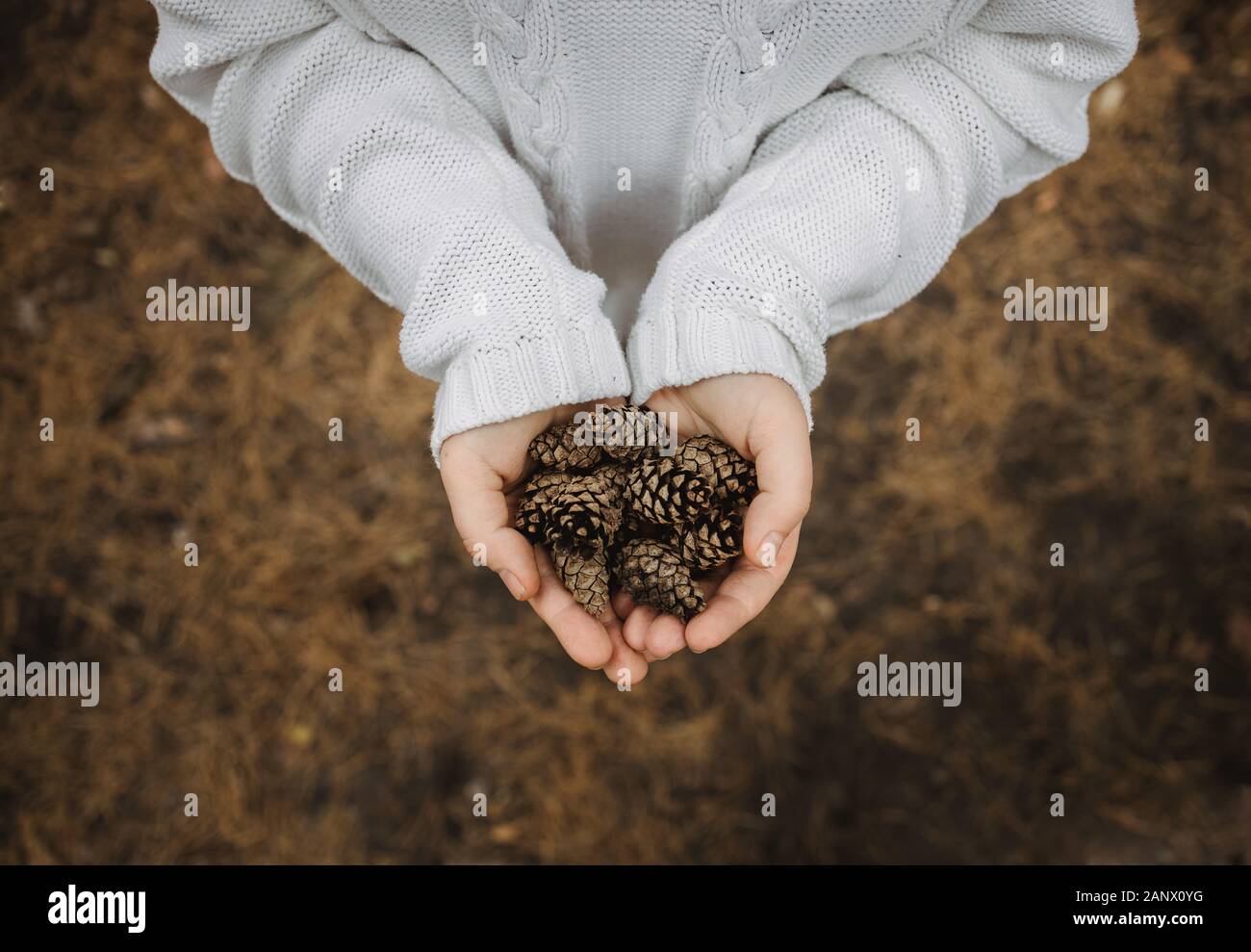 fir cones in female hands. Top view, close-up, blur. Against the ...