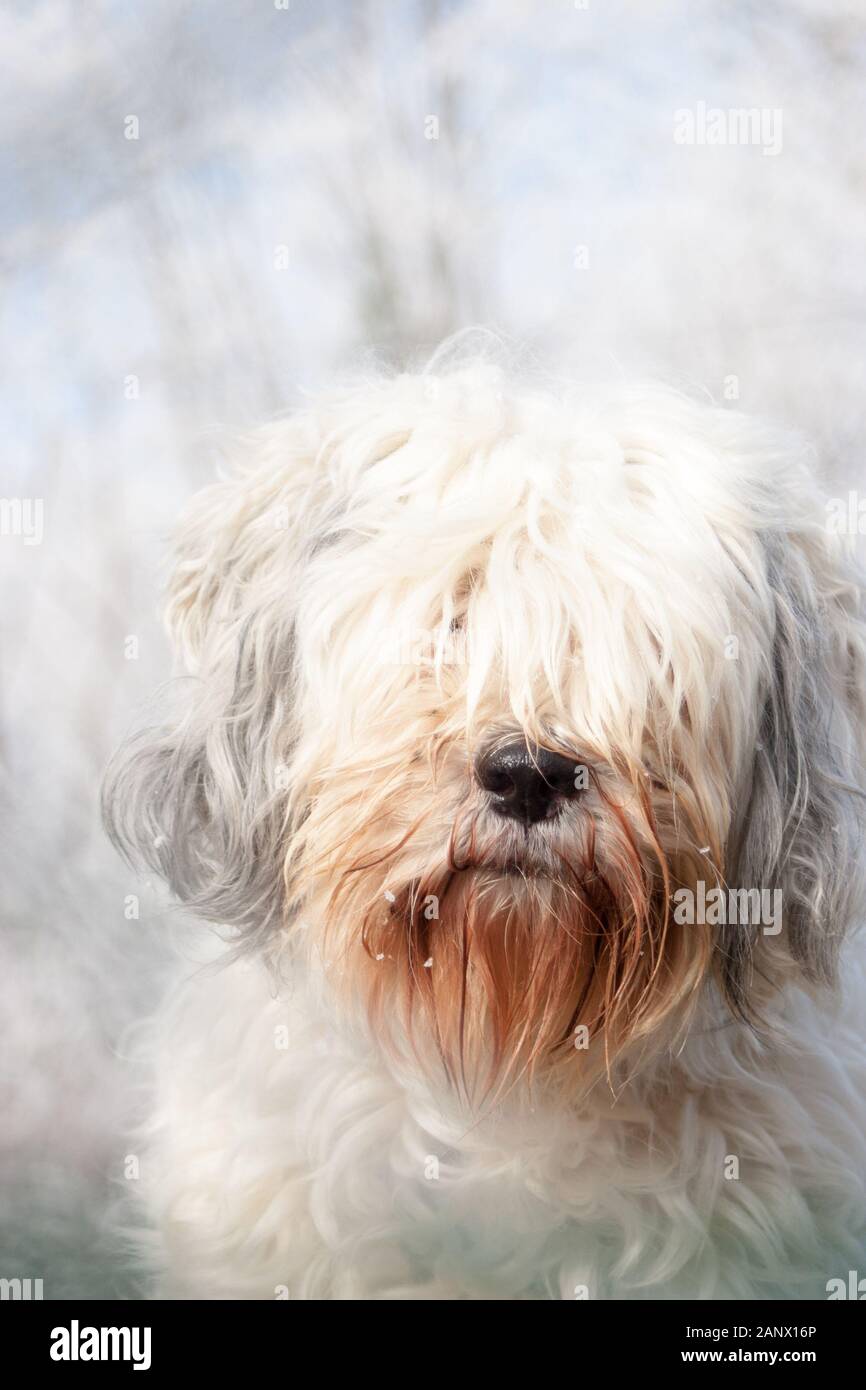 A Small Long Haired Dog Originating In Tibet