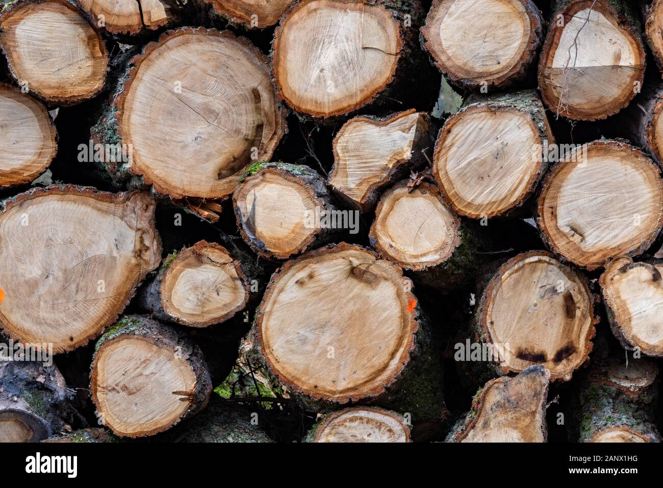 Wood logs prepared for export from the forest. Round pieces of wood ...