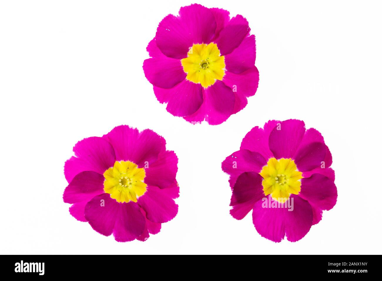 Close up white primula hi-res stock photography and images - Alamy