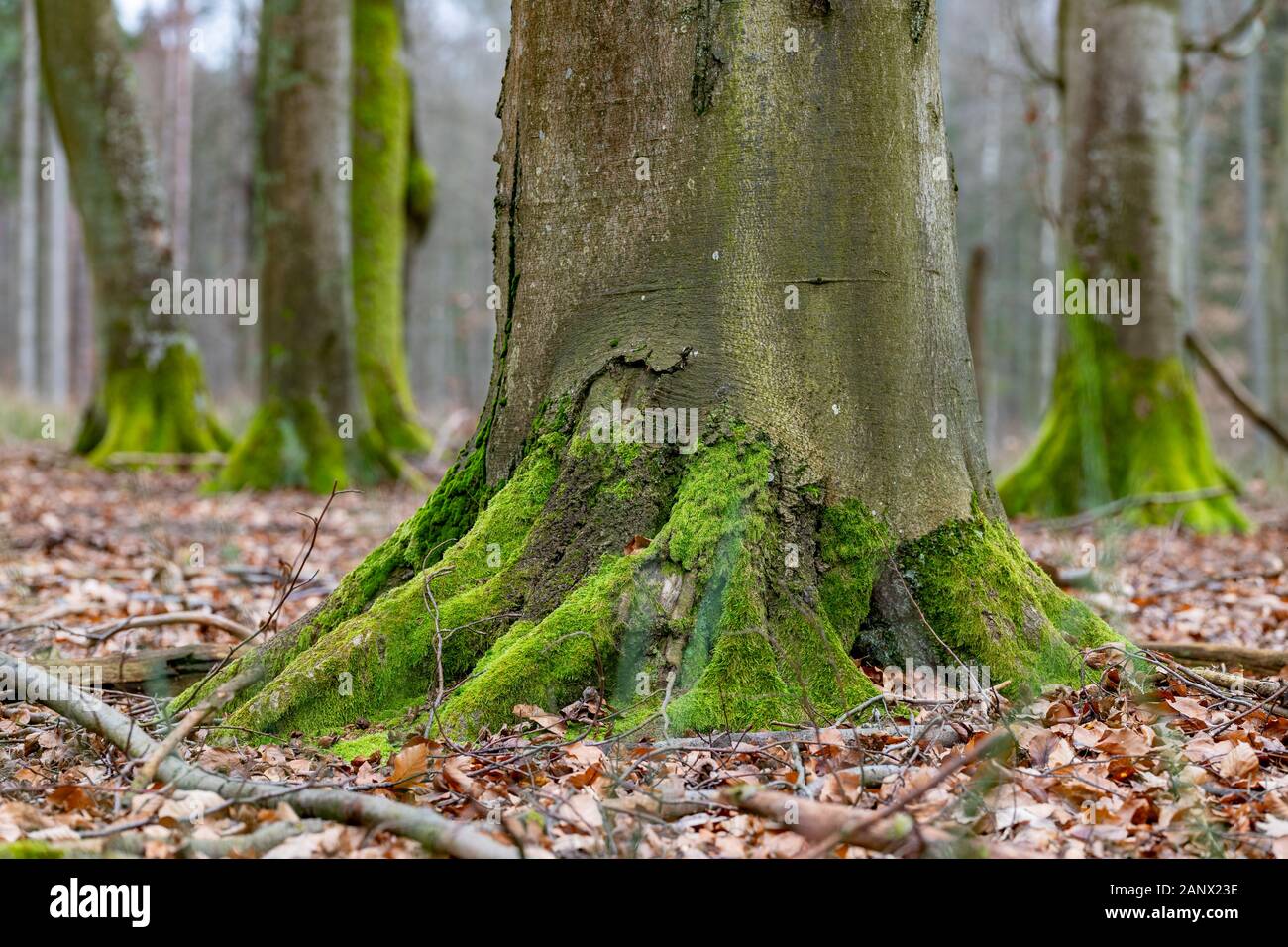 Tree trunk overgrown with moss. Old trees in deciduous forest. Autumn ...
