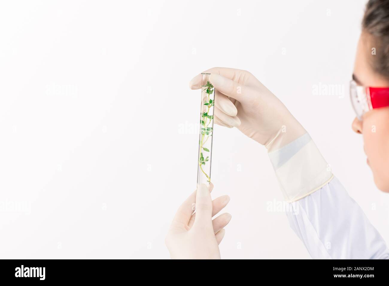 Gloved hands of young female biologist or scientist holding flask with ...