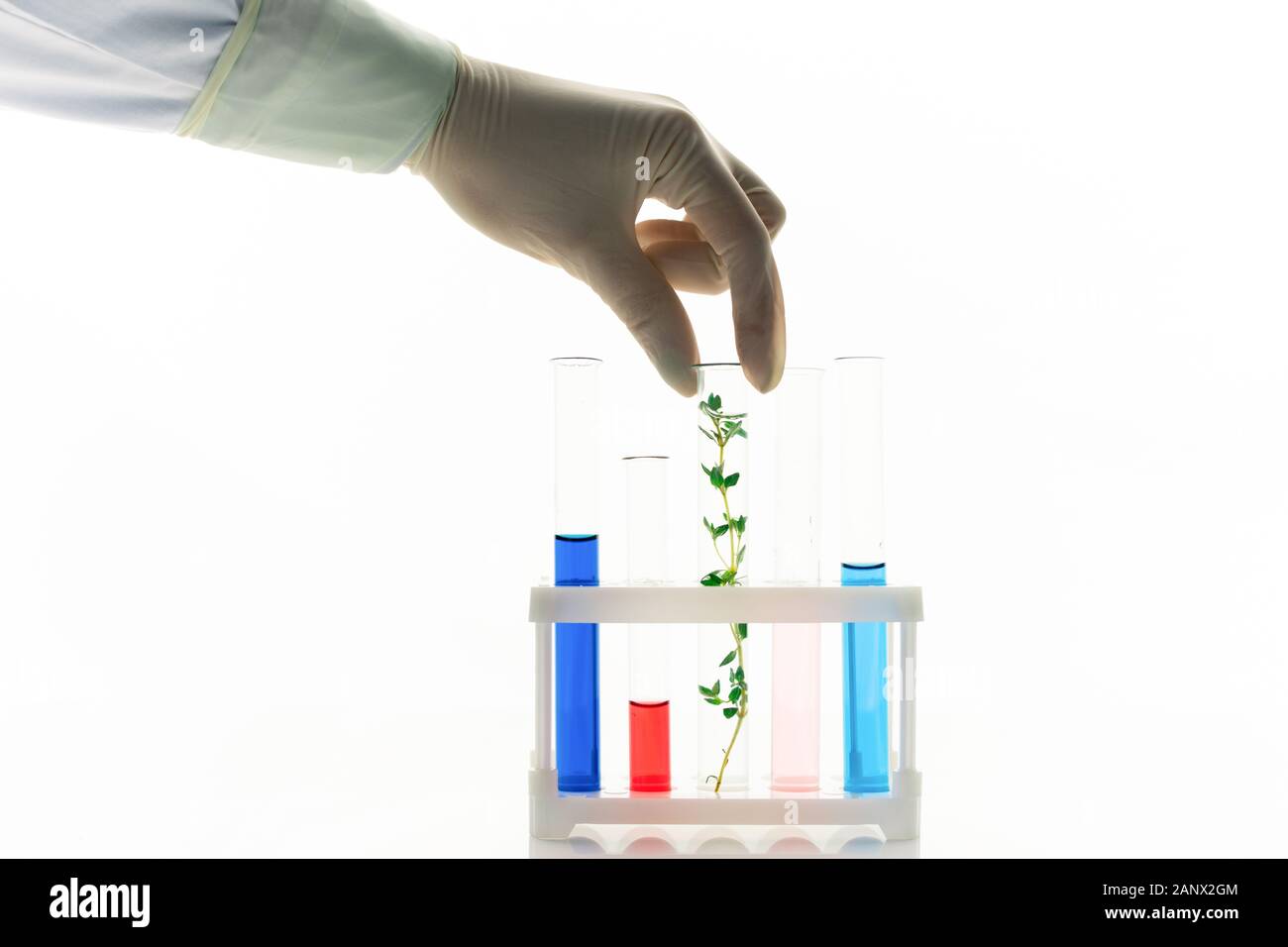 Gloved hand of biologist putting flask with plant into box with tubes ...