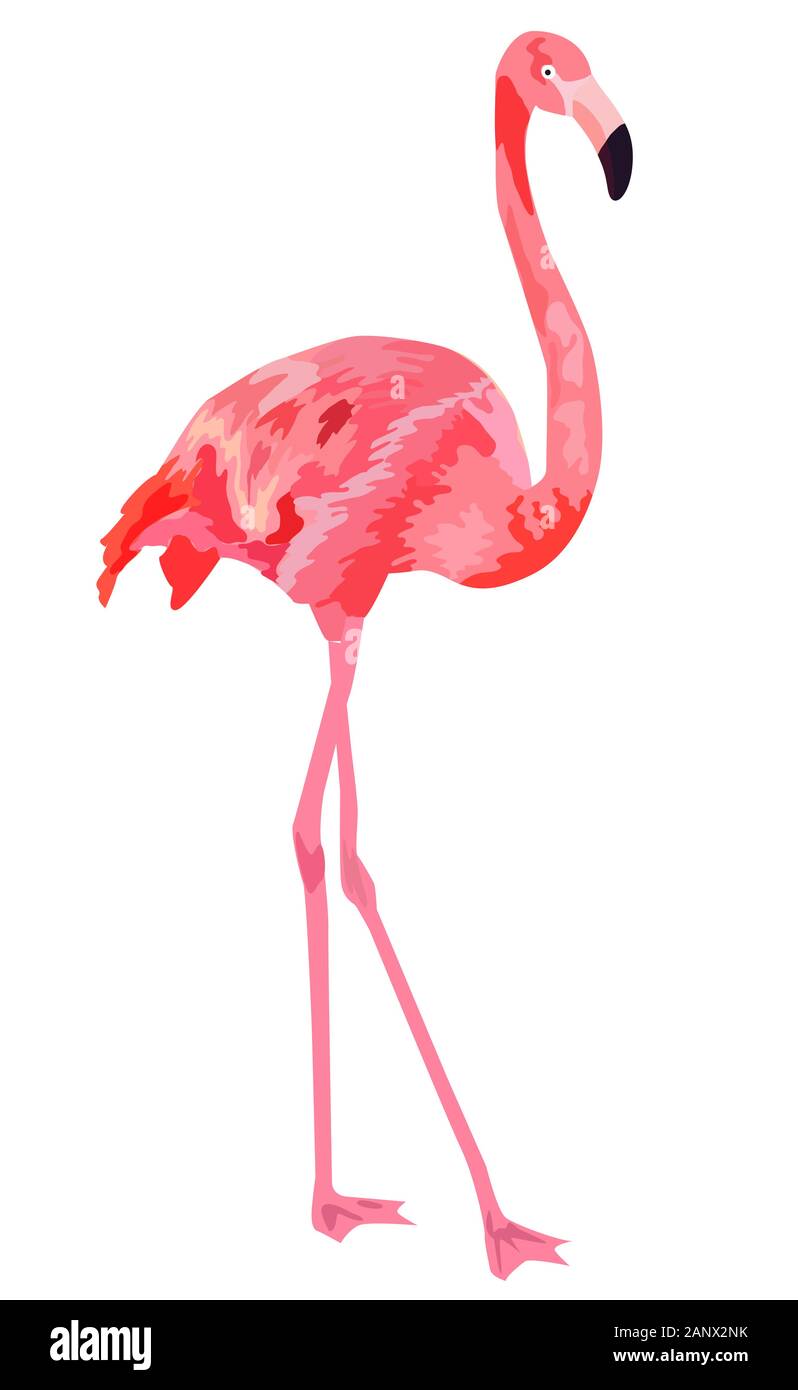 Pink flamingo illustration isolated on white background Stock Vector ...