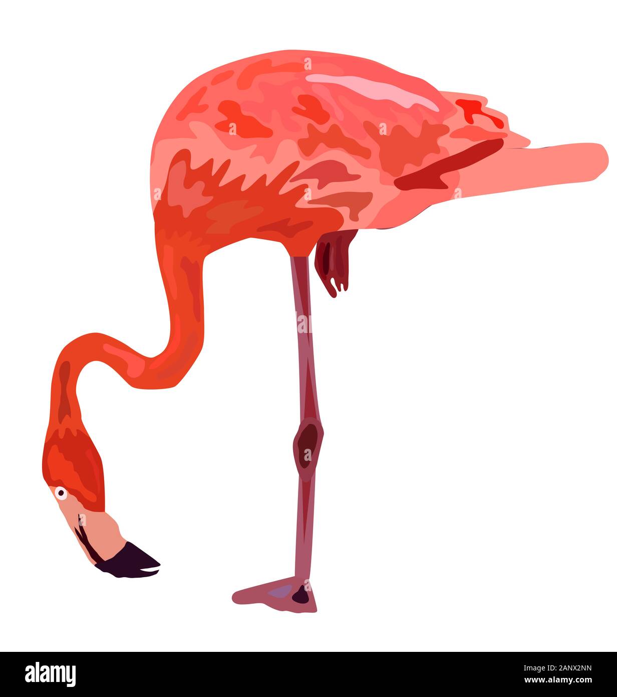 Pink flamingo illustration isolated on white background Stock Vector ...