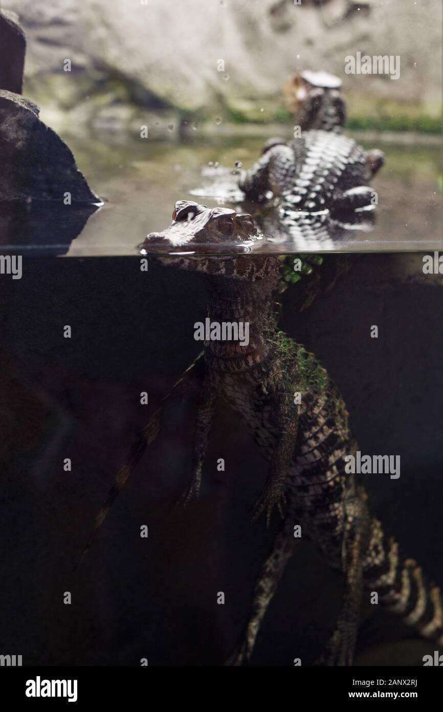 Cuvier's dwarf caiman (Paleosuchus palpebrosus) in captivity Stock ...