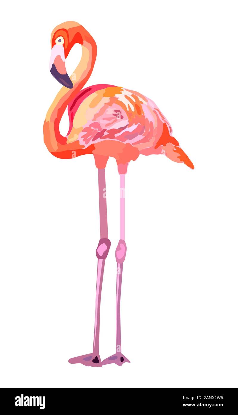Pink flamingo illustration isolated on white background Stock Vector ...