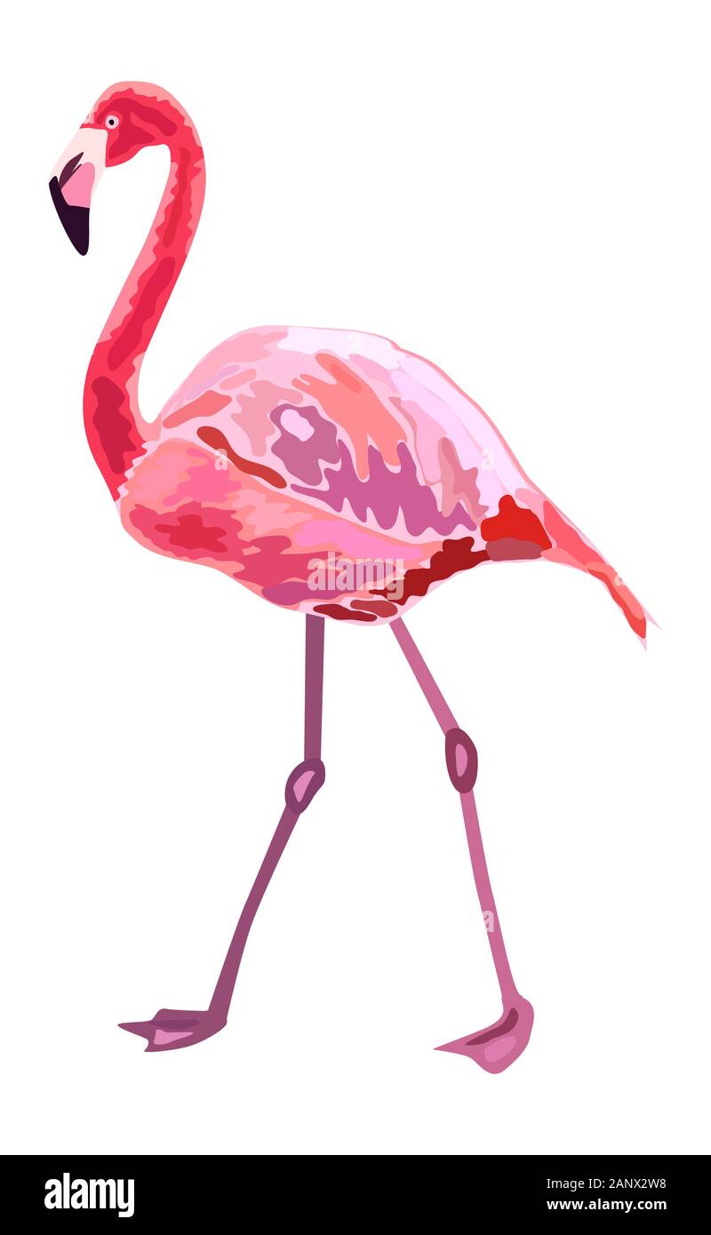 Pink flamingo illustration isolated on white background Stock Vector ...
