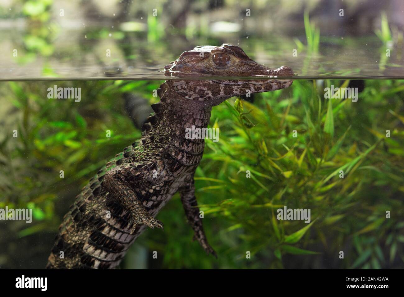 Cuviers Dwarf Caiman Enclosure