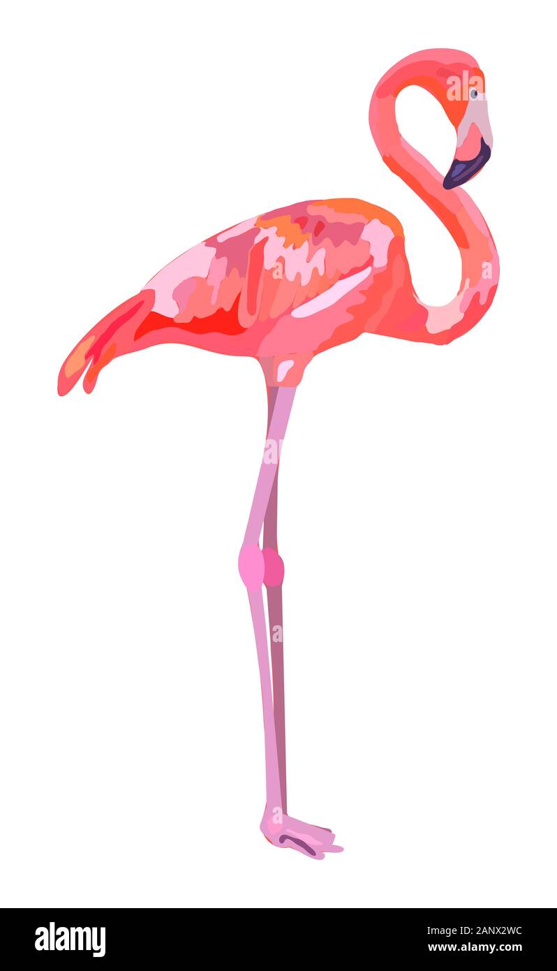 Pink flamingo illustration isolated on white background Stock Vector ...