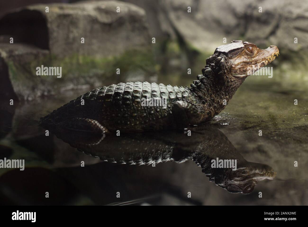 Paleosuchus palpebrosus hi-res stock photography and images - Alamy