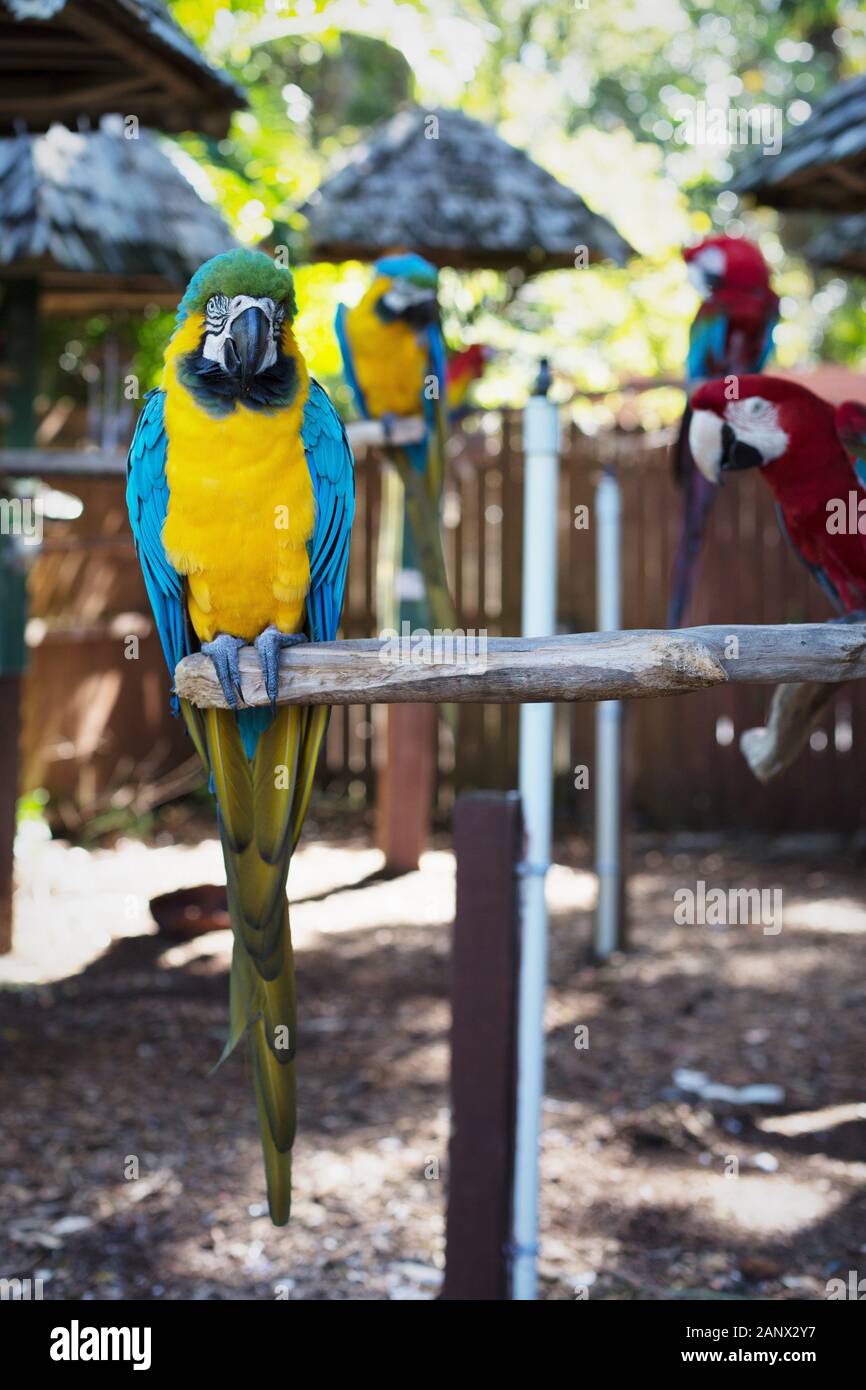 Parrots on perches at Sarasota Jungle Gardens in Florida, USA Stock ...
