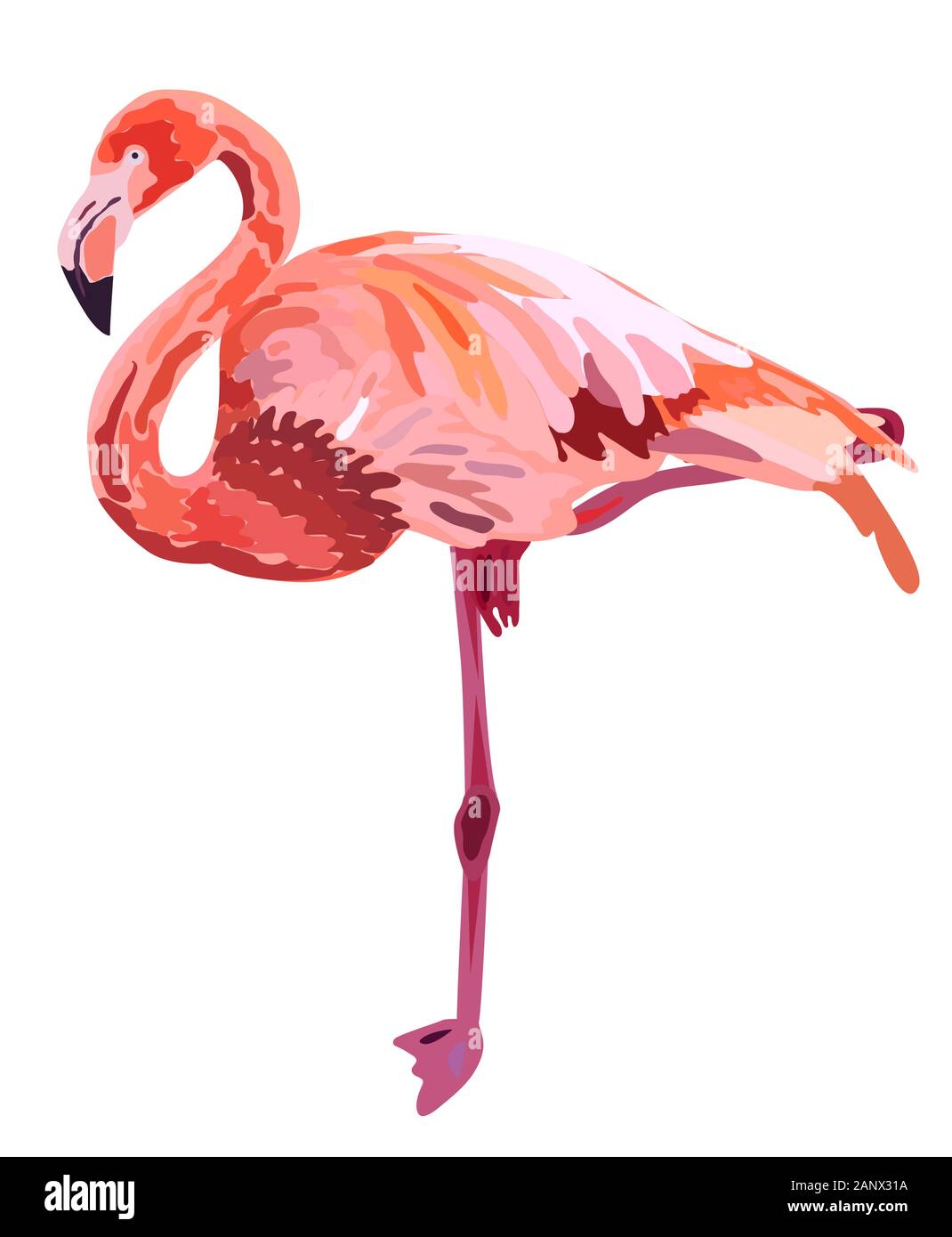 Pink flamingo illustration isolated on white background Stock Vector ...