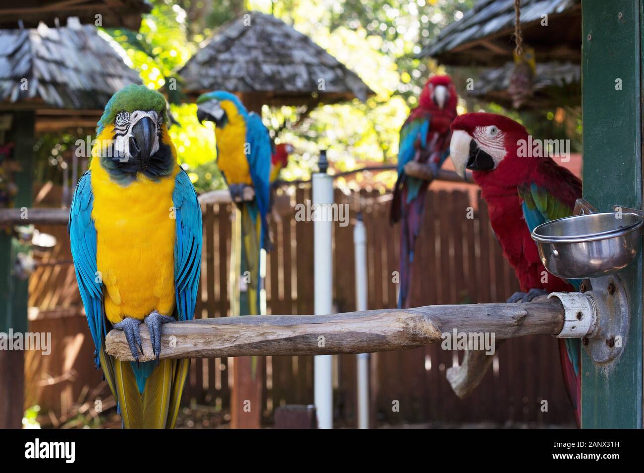 Parrots on perches at Sarasota Jungle Gardens in Florida, USA Stock ...
