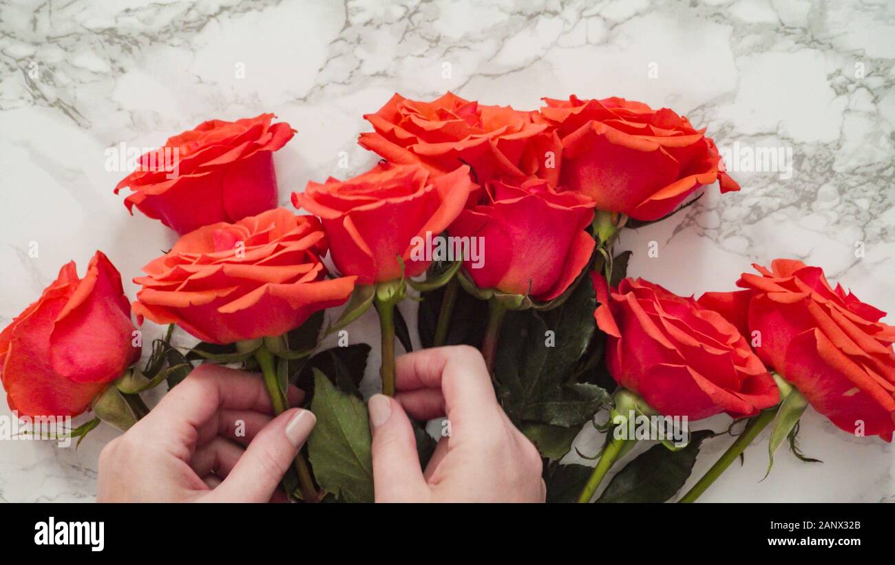 Flat lay. Florist running red roses for bouquet arrangement Stock Photo ...