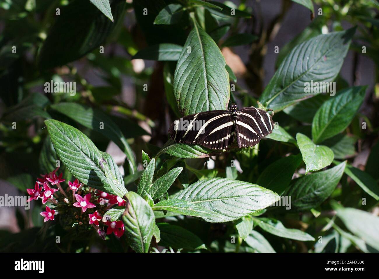 Heliconius charithonia - a zebra longwing butterfly Stock Photo - Alamy