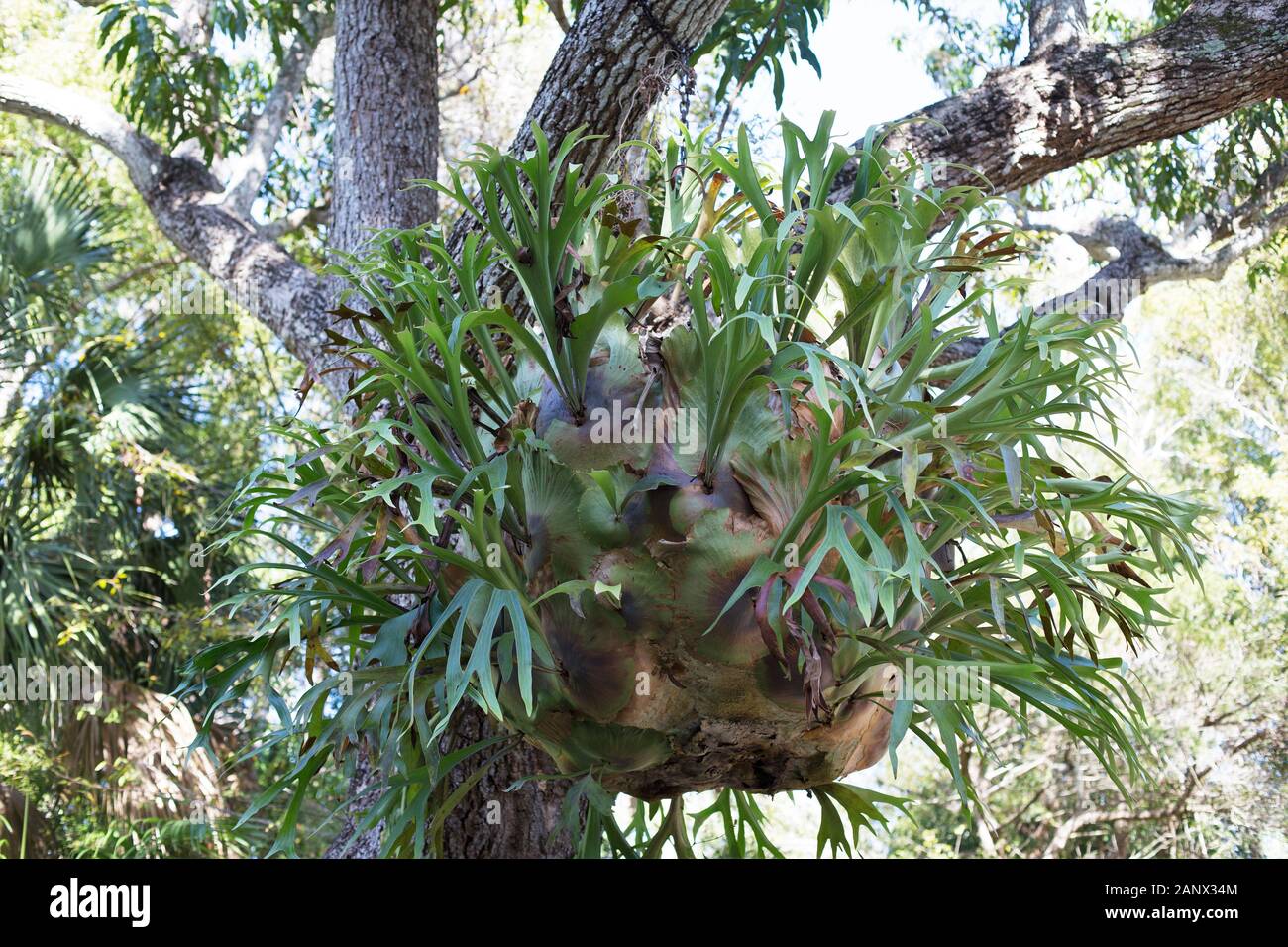 Staghorn Fern High Resolution Stock Photography and Images - Alamy