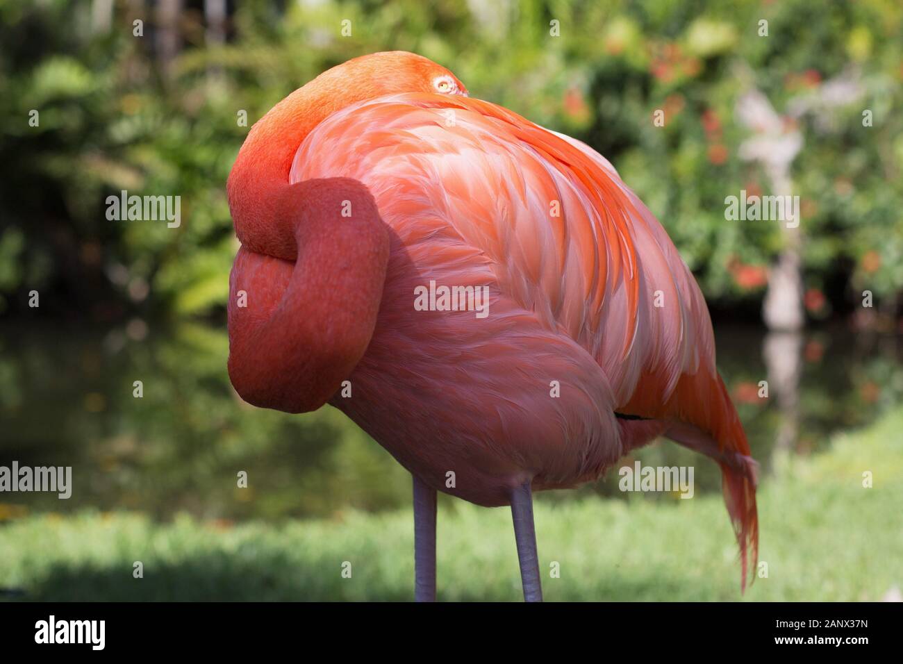 A flamingo resting Stock Photo - Alamy
