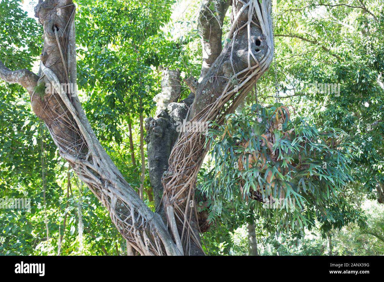 Platycerium bifurcatum hi-res stock photography and images - Alamy