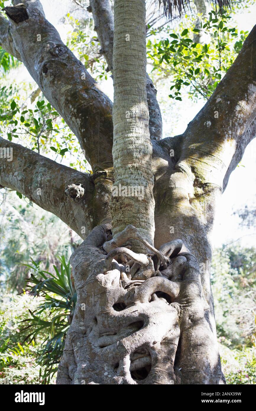 A strangler fig tree wrapped around a palm tree in Sarasota, Florida ...