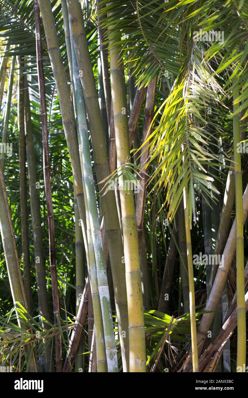 Bambusa oldhamii - giant timber bamboo Stock Photo - Alamy