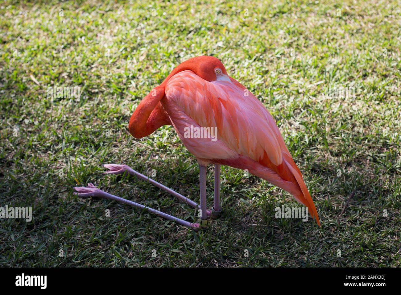 Flamingo resting hi-res stock photography and images - Alamy