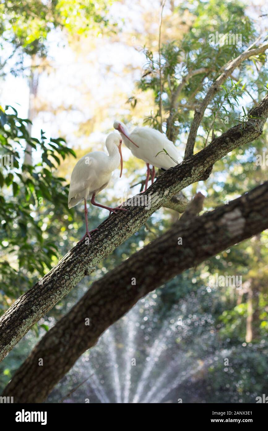 Birds in a tree hi-res stock photography and images - Alamy