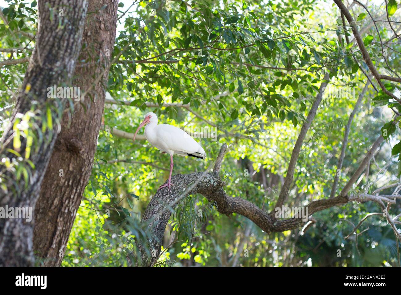 White Ibis in a tree in Sarasota, Florida, USA Stock Photo - Alamy