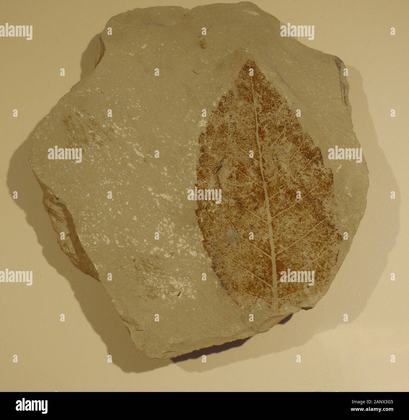 leaf fossil. Prehistoric fossil leaf enclosed in stone rock Stock Photo ...