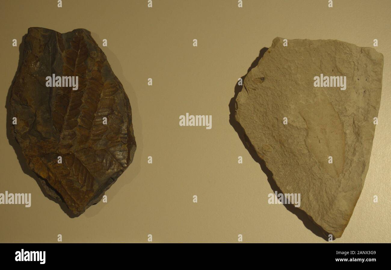 leaf fossil. Prehistoric fossil leaf enclosed in stone rock Stock Photo ...
