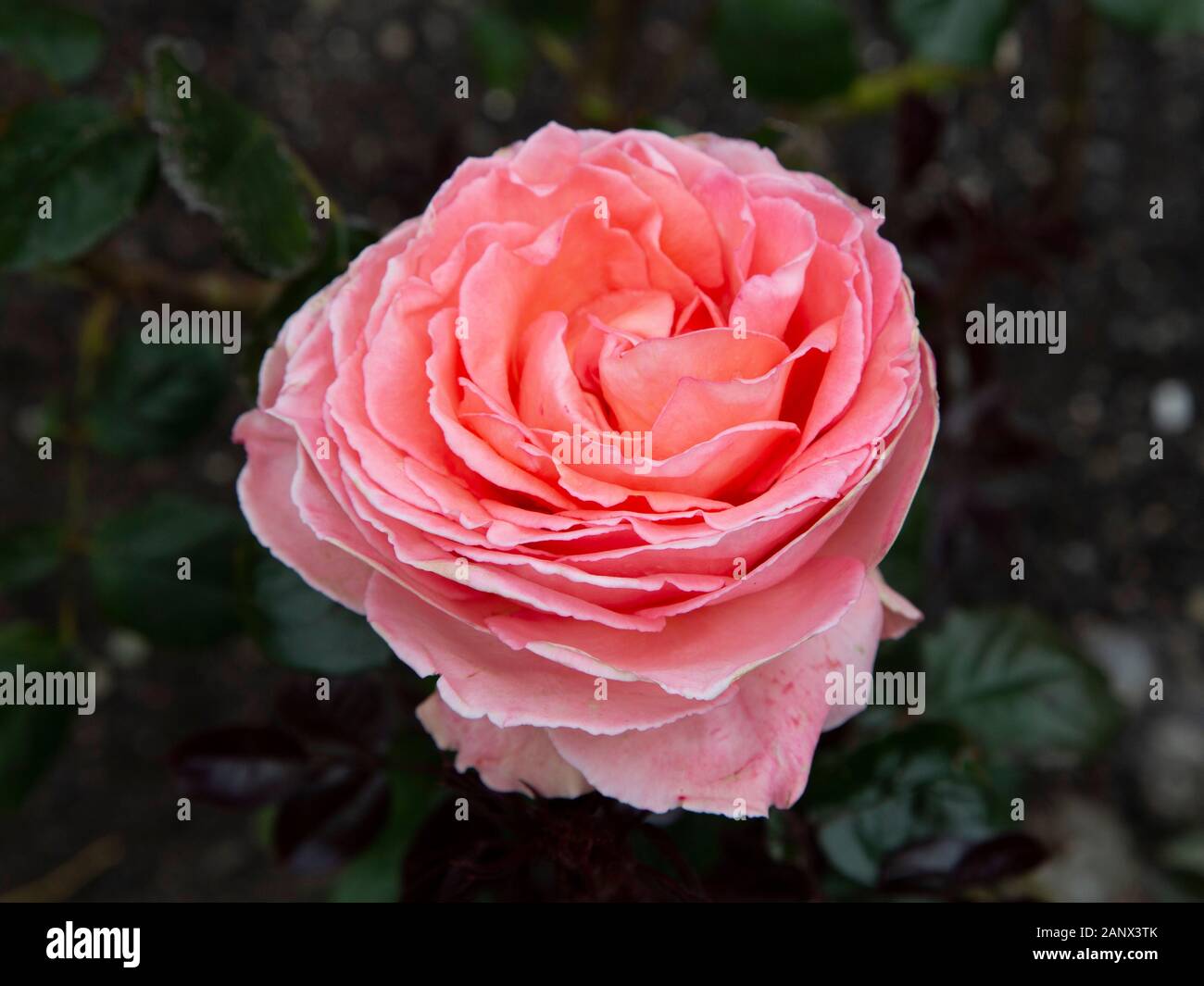 Mcgredy hi-res stock photography and images - Alamy