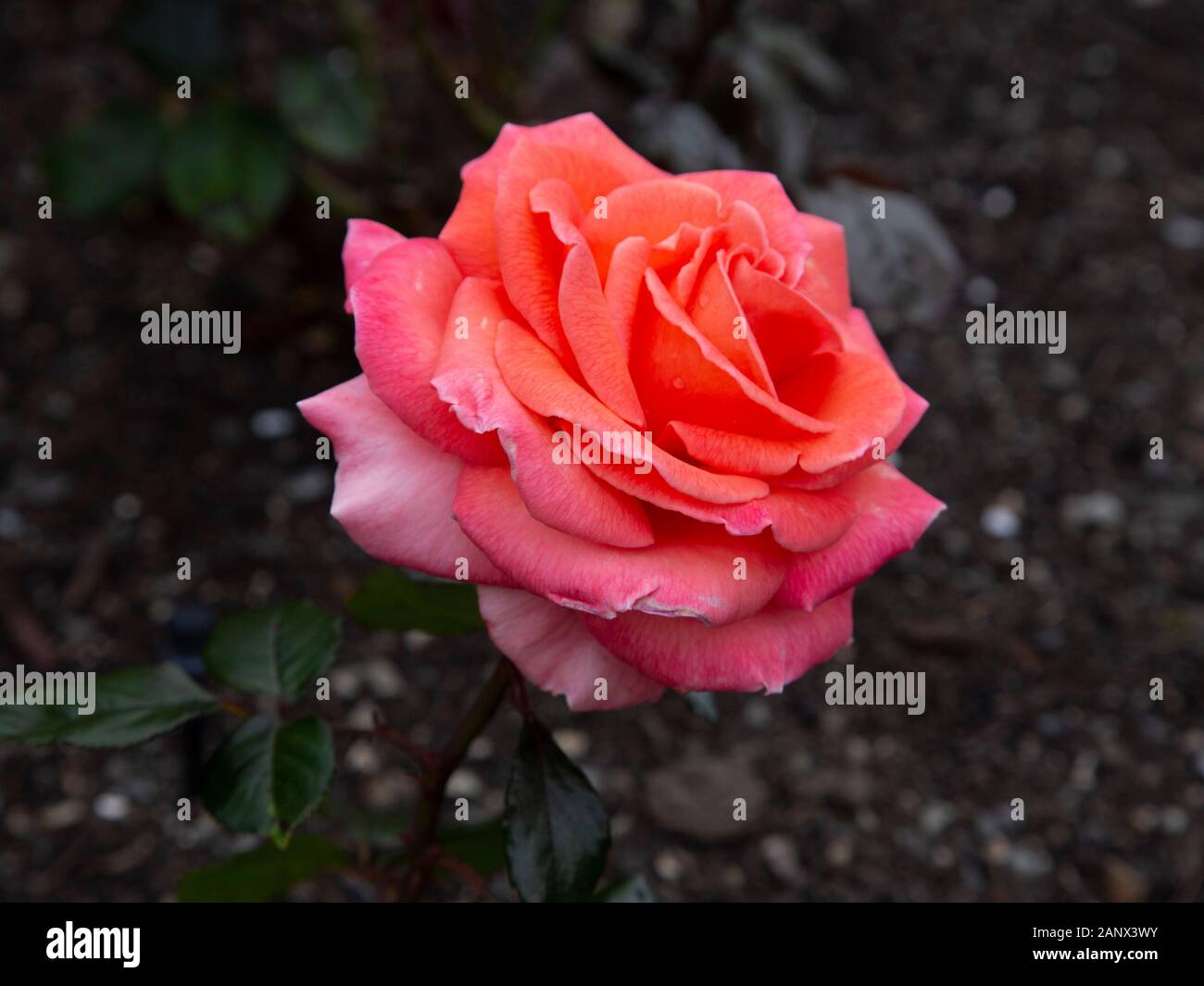 Beautiful red hybrid tea roses hi-res stock photography and images - Alamy