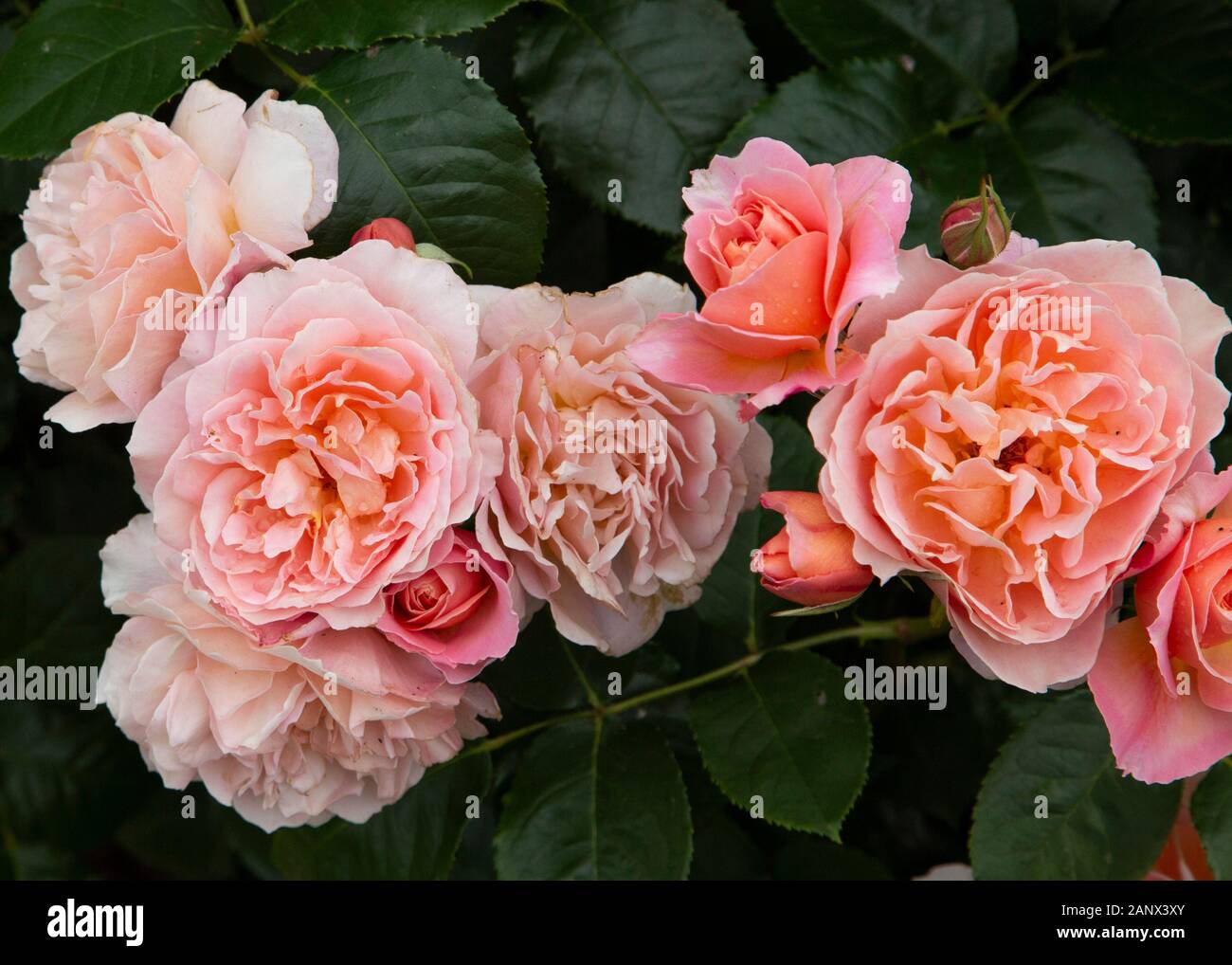My Mum - Floribunda Matthews Rose Stock Photo - Alamy