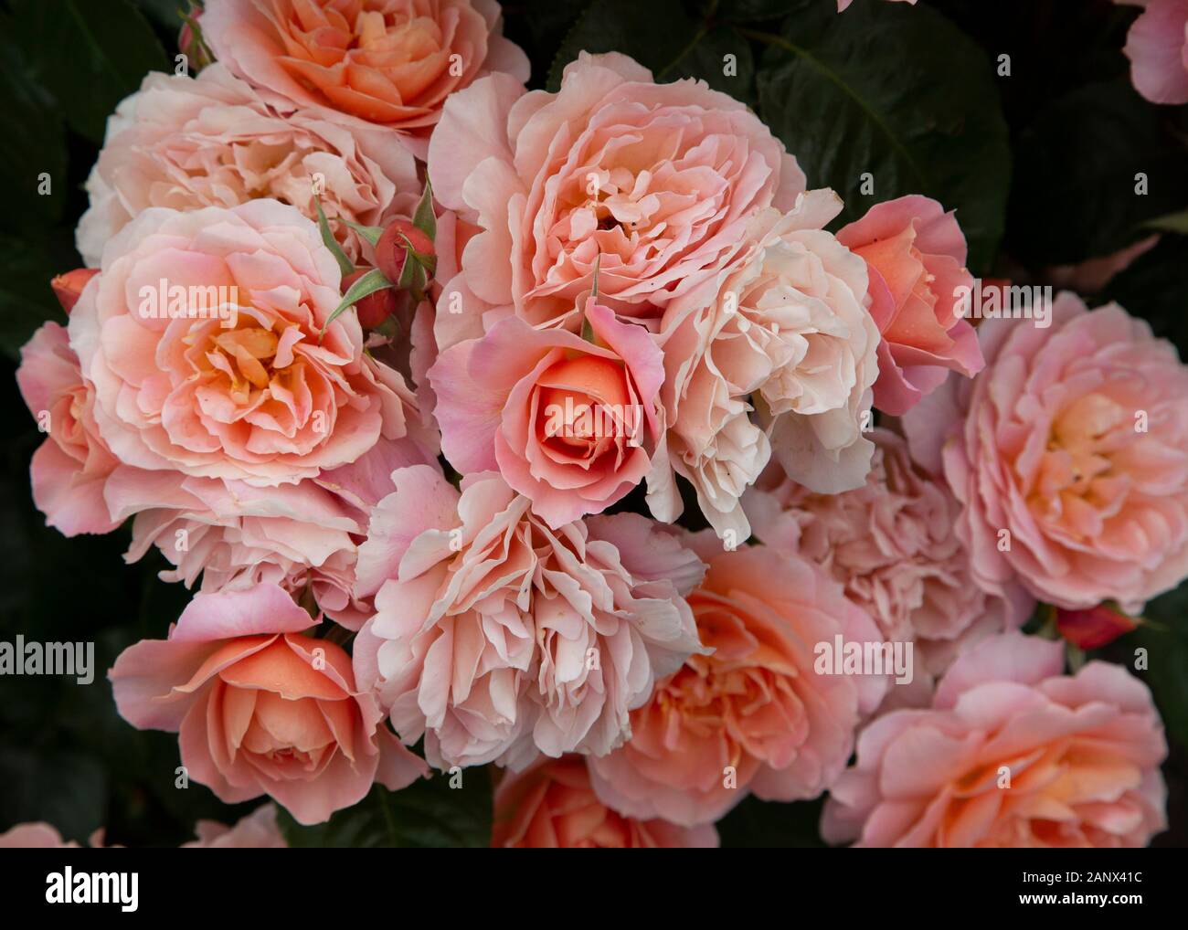 My mum floribunda matthews rose hi-res stock photography and images - Alamy