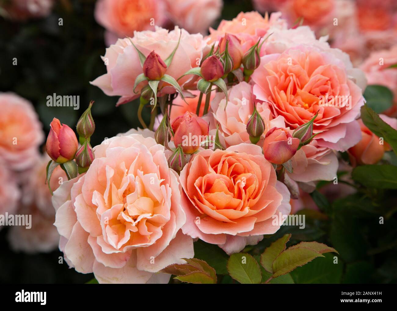 My mum rose hi-res stock photography and images - Alamy