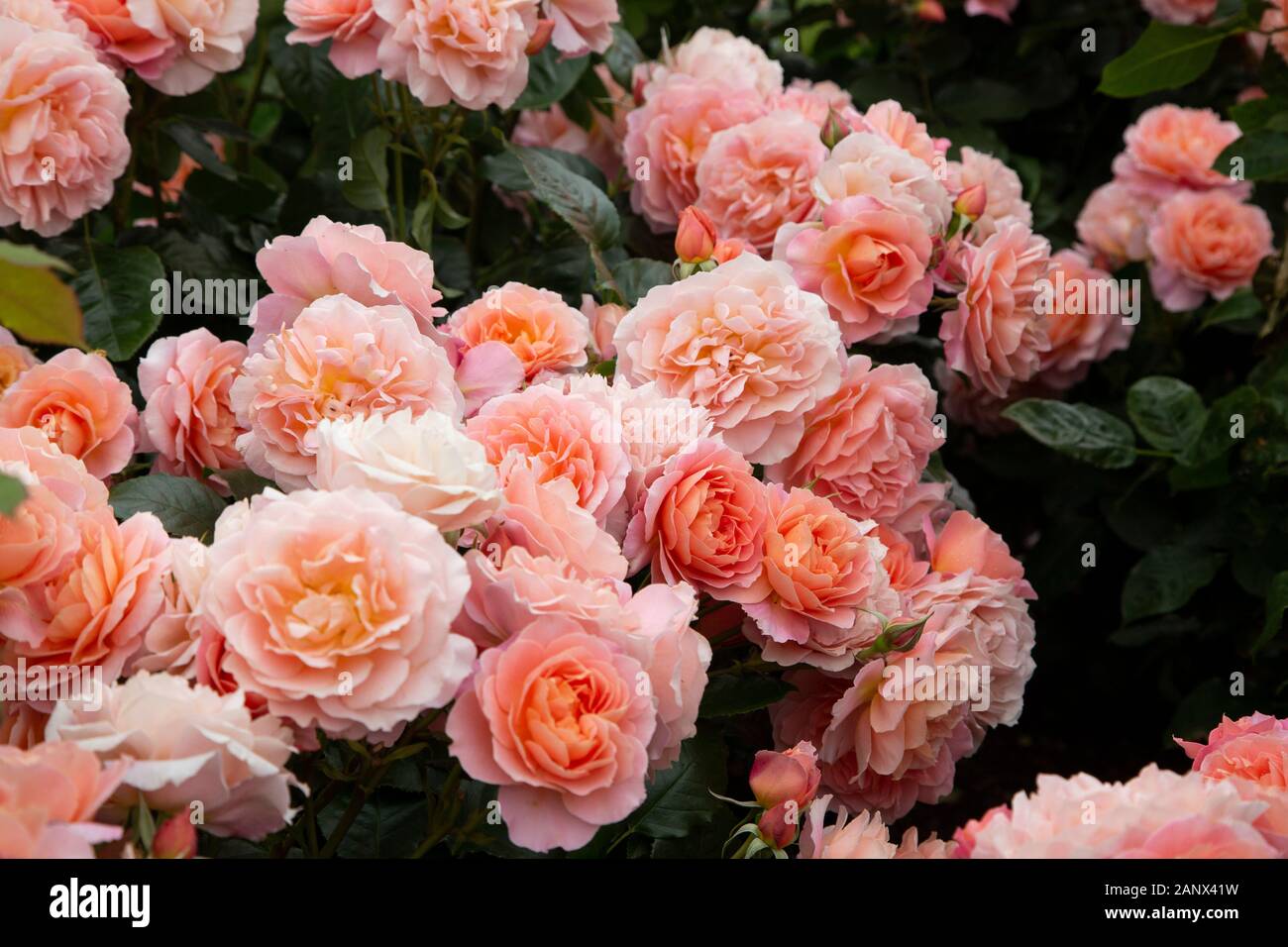 My Mum - Floribunda Matthews Rose Stock Photo - Alamy