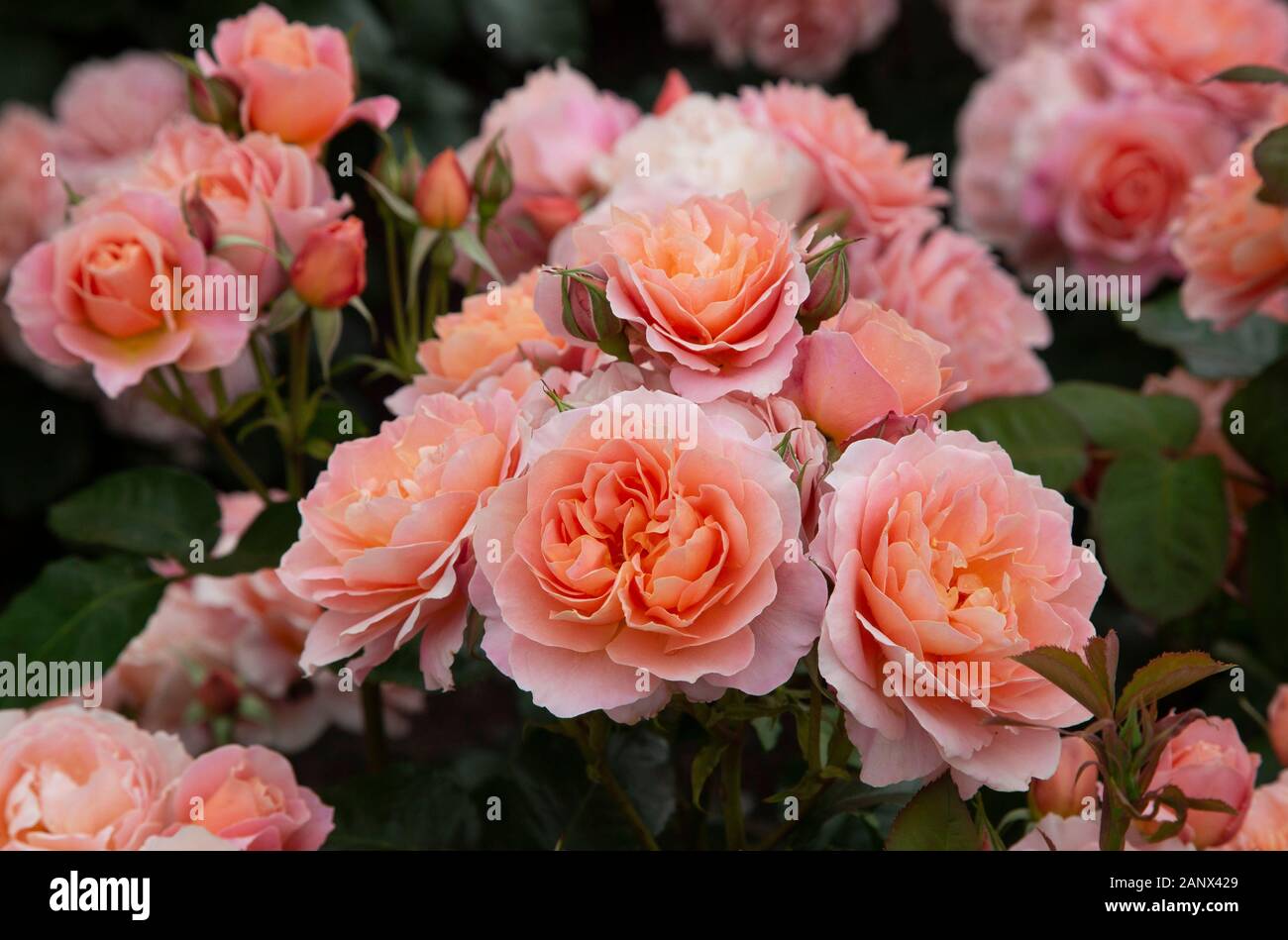 My Mum - Floribunda Matthews Rose Stock Photo - Alamy