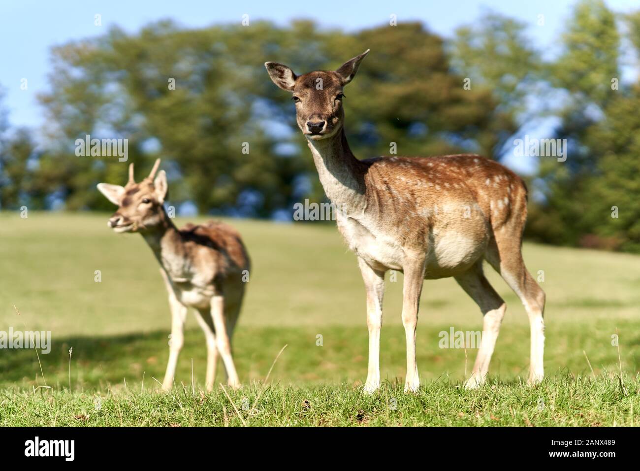 Wild and cute young stages with little horns looking around on a green ...