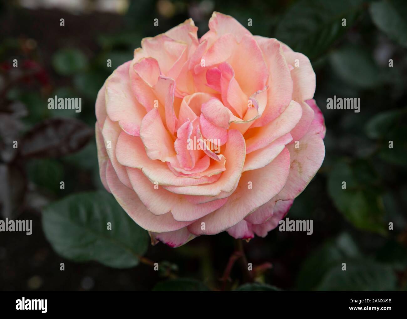 Hamilton Gardens - Hybrid Tea McGredy Rose Stock Photo - Alamy