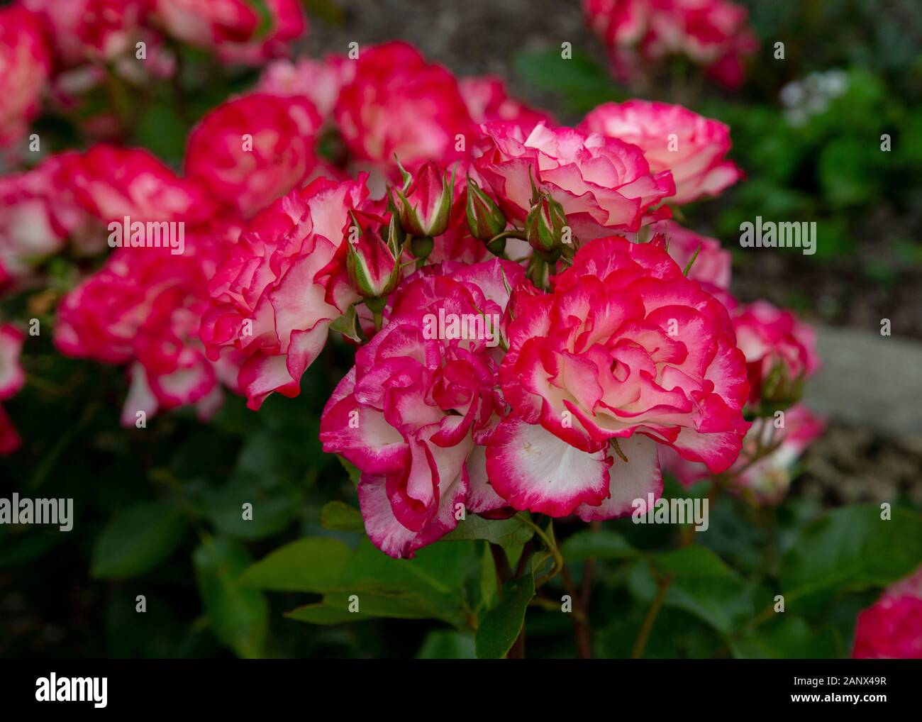 Kordes rose hi-res stock photography and images - Alamy