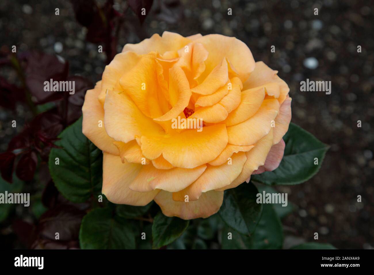 Mcgredy rose hi-res stock photography and images - Alamy
