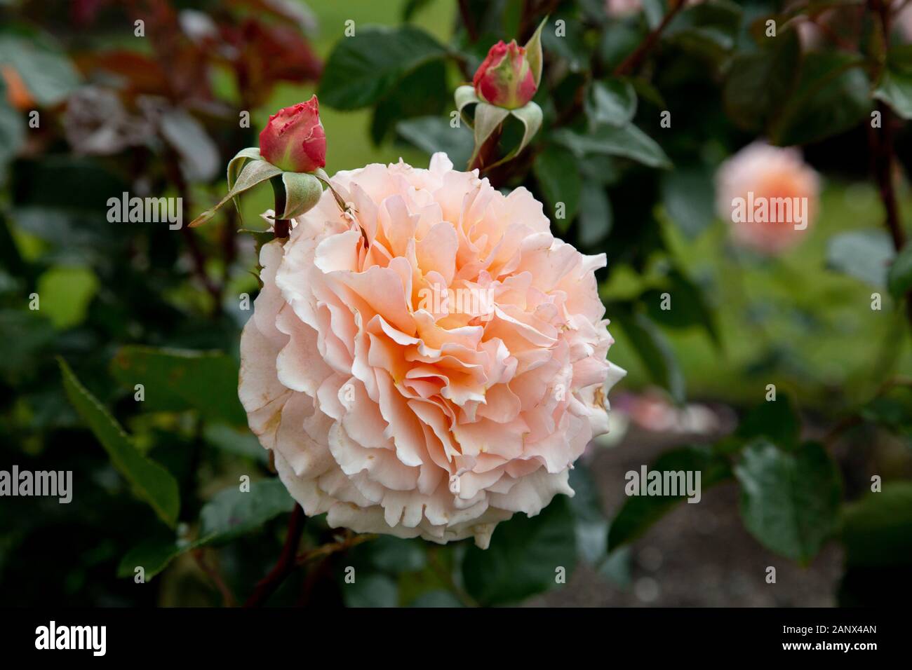 Dark magic rose hi-res stock photography and images - Alamy