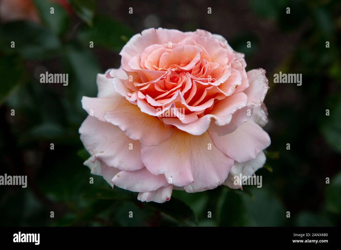 It's Magic - Hybrid Tea McGredy Rose Stock Photo - Alamy