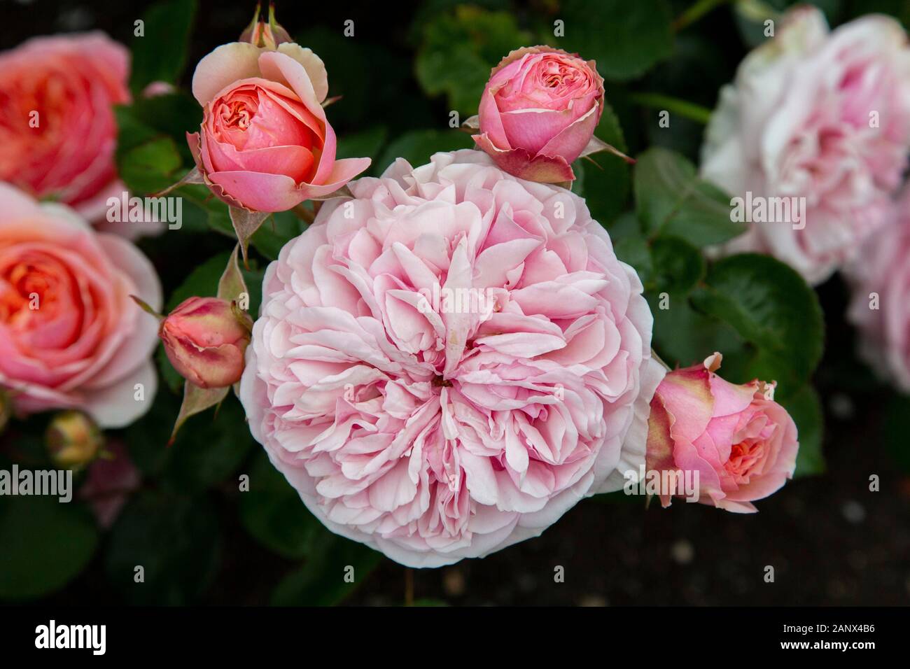 Ali rose hi-res stock photography and images - Alamy