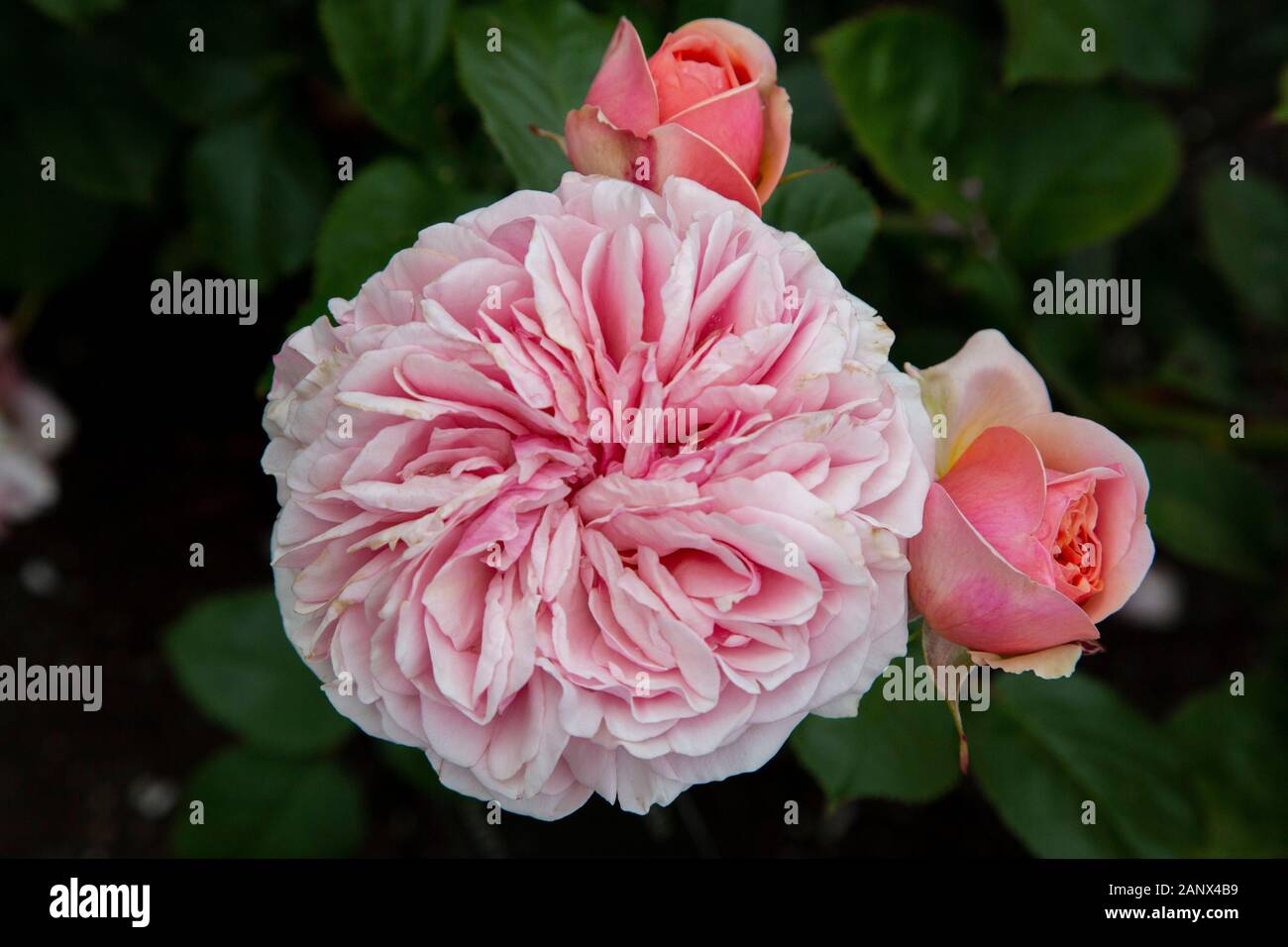 Ali rose where hi-res stock photography and images - Alamy