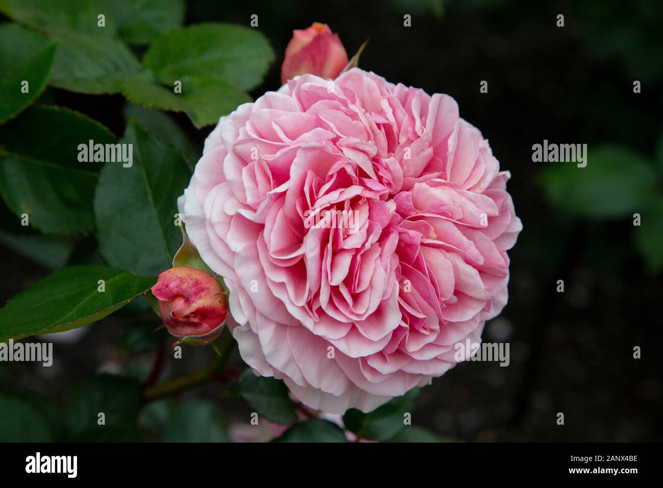 Ali rose hi-res stock photography and images - Alamy