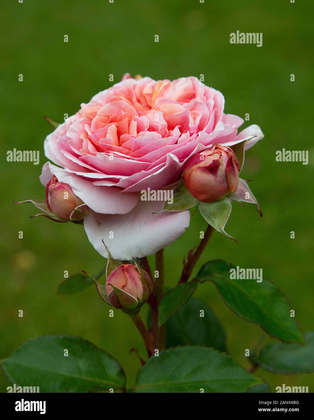 Ali rose hi-res stock photography and images - Alamy