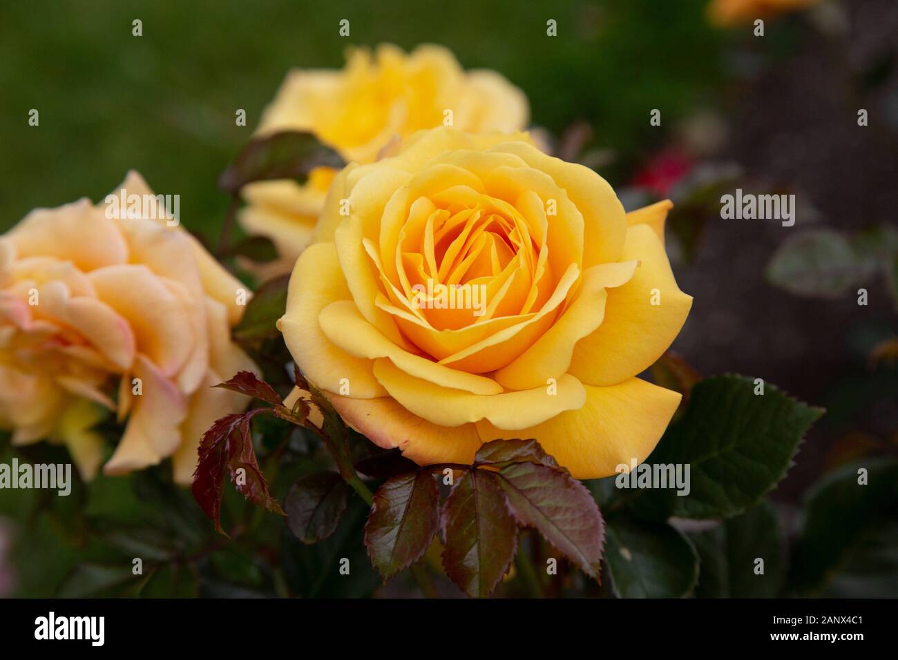 'Amber Flush' - Hybrid Tea Rose Stock Photo - Alamy